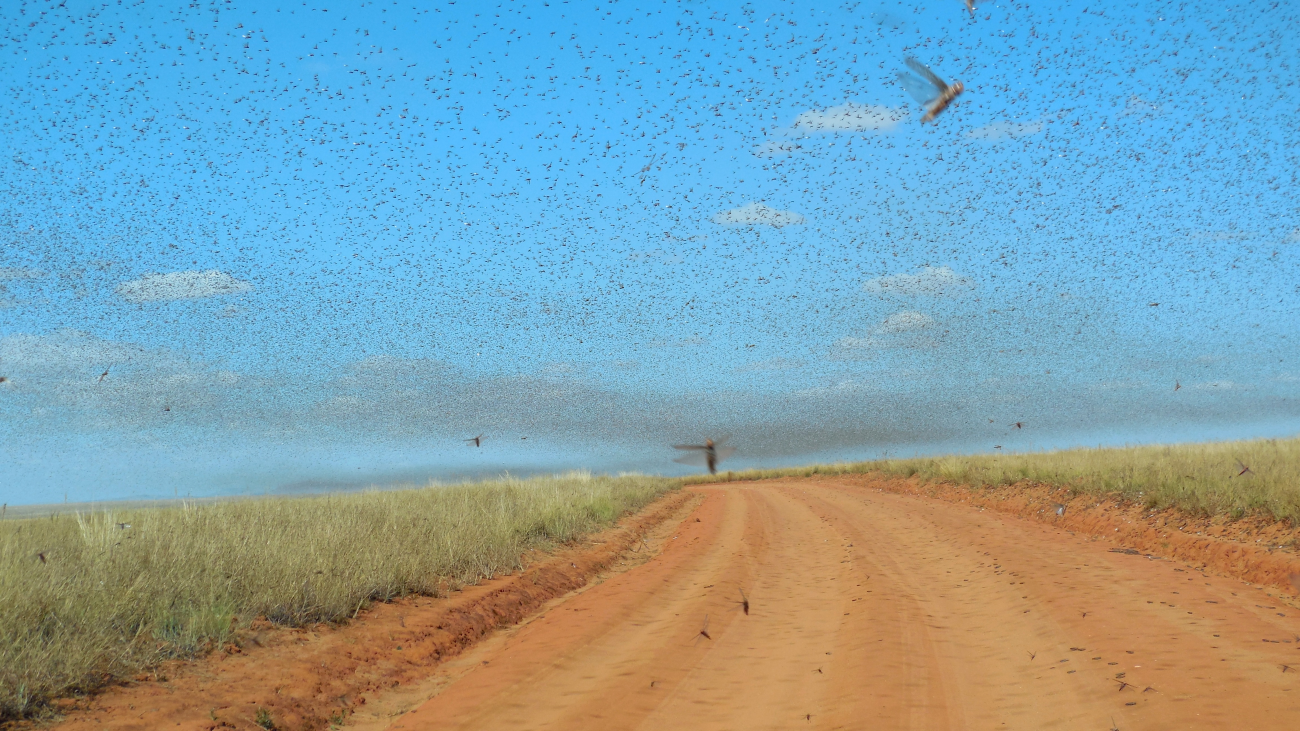 Tracking desert locusts with satellite services | EUMETSAT